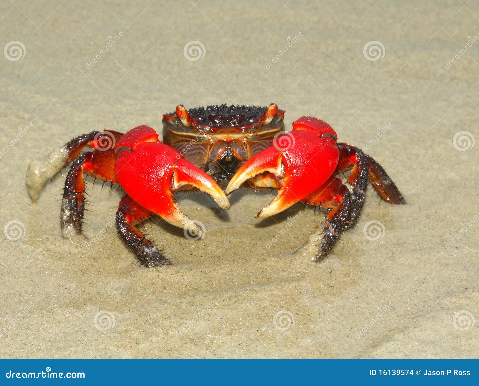 Cangrejo Del Mangle - Queensland, Australia Foto de archivo - Imagen de ...