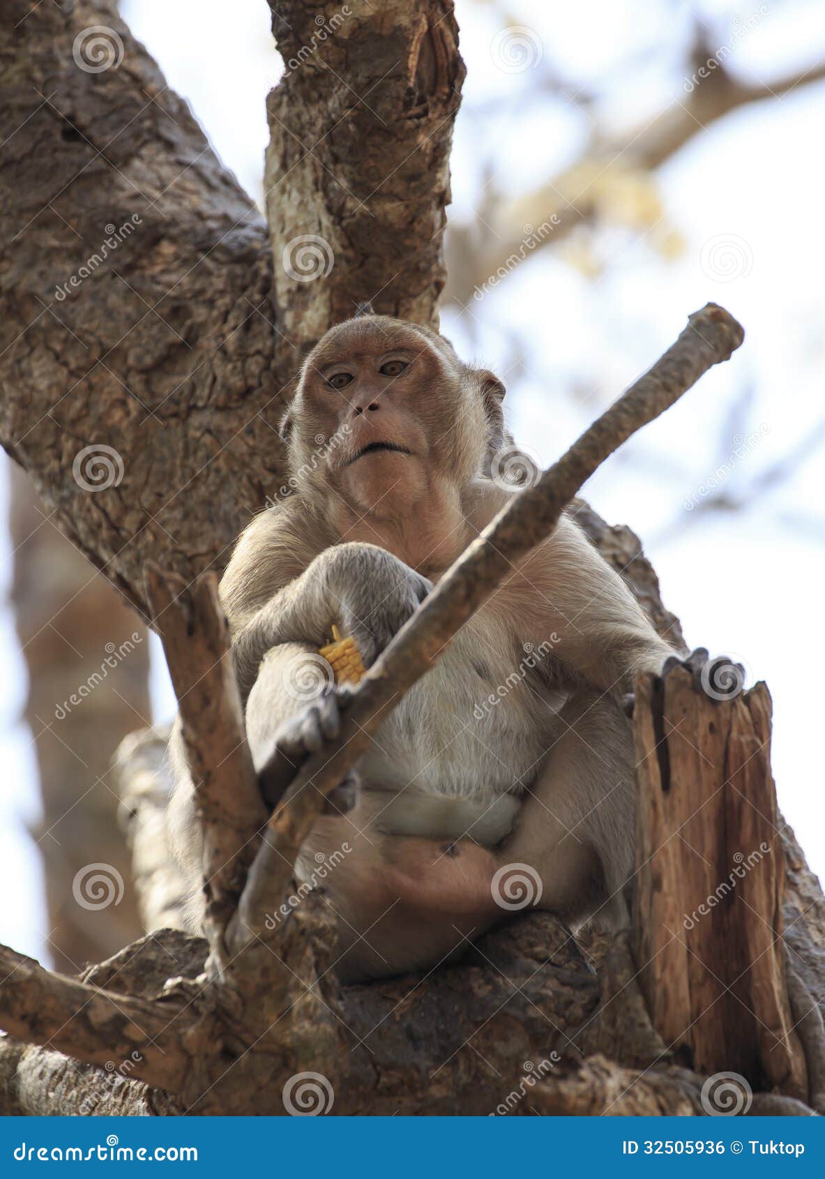 Cangrejo Que Come El Mono Del Macaque (irus Del Macaca) Foto de archivo ...