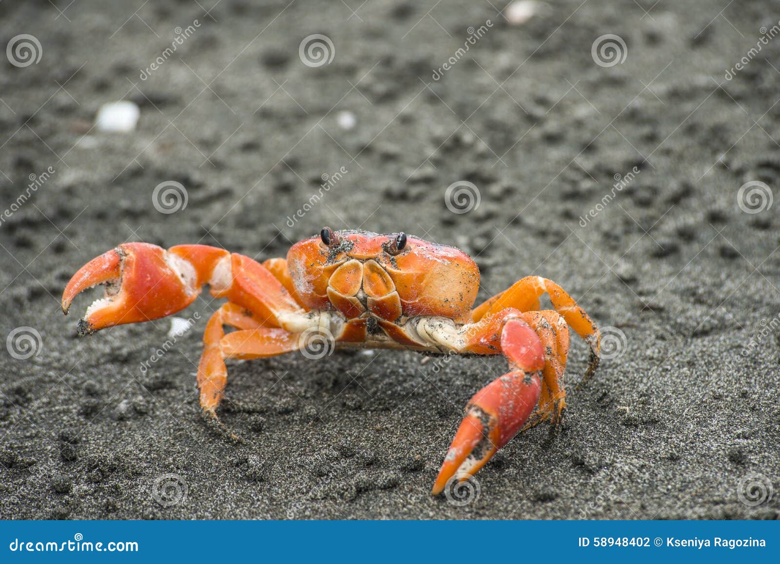 Cangrejo Rojo Del Acantilado, Ecuador Foto de archivo - Imagen de rojo ...