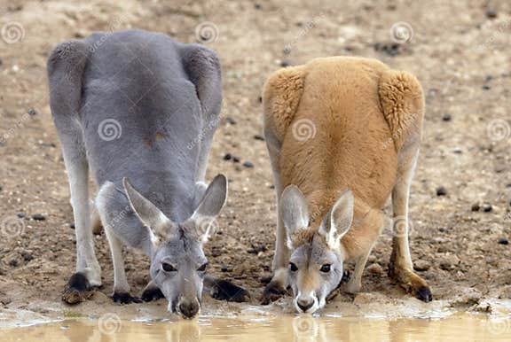 Canguri immagine stock. Immagine di deserto, animali - 18111053