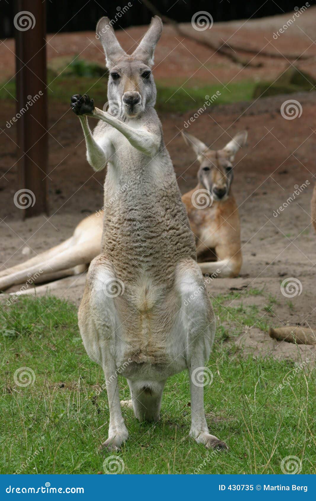 Canguri immagine stock. Immagine di scheletrico, australia - 430735