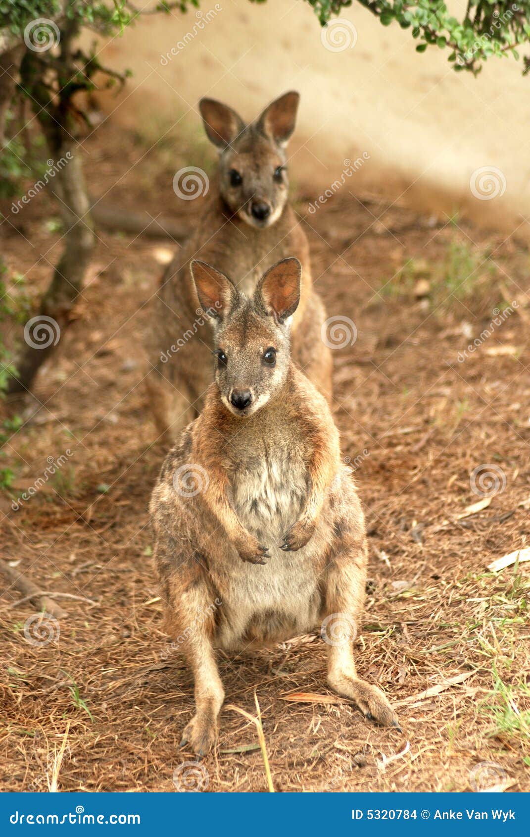 Canguri fotografia stock. Immagine di animale, australiano - 5320784