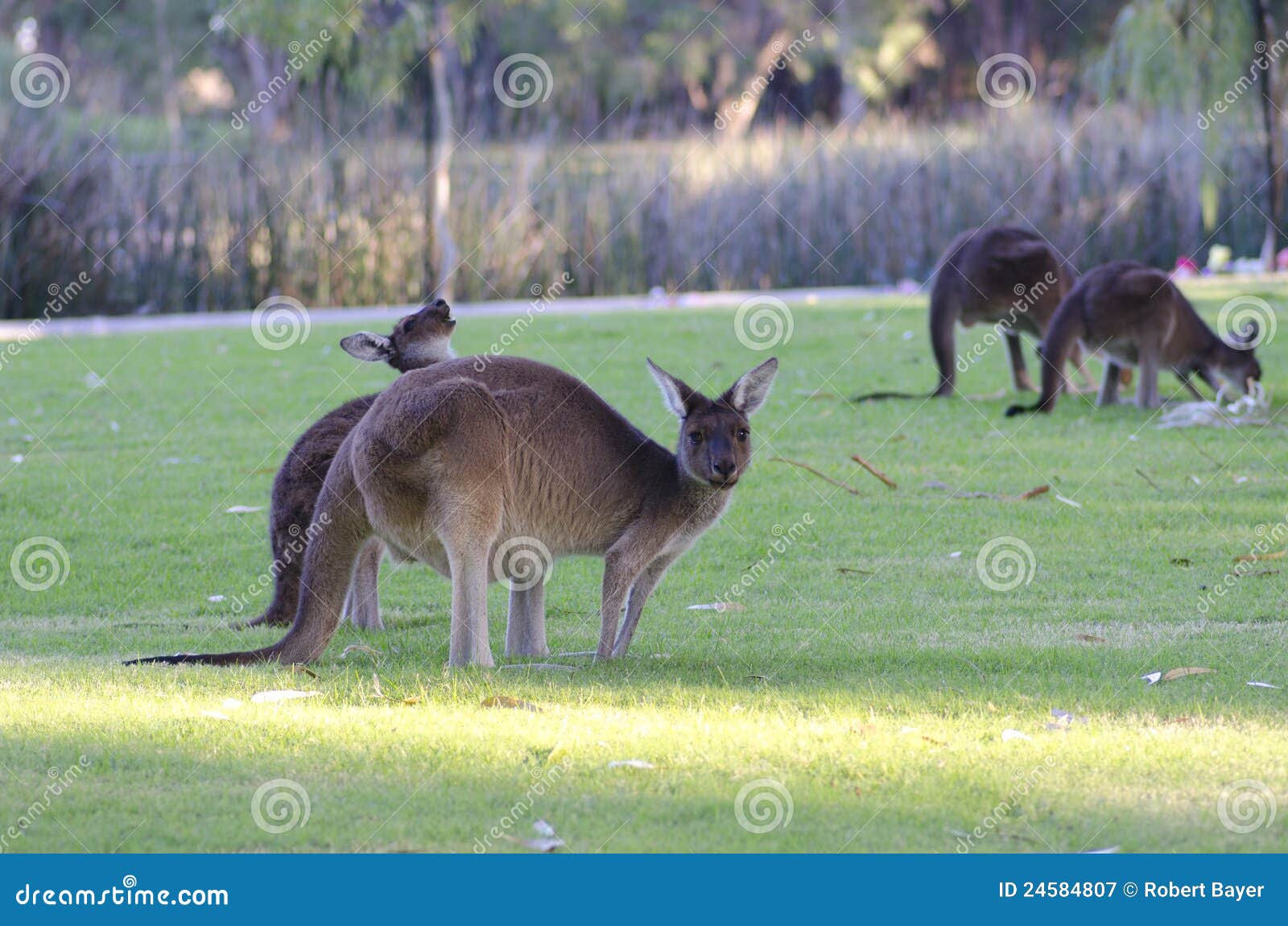 Canguri in Australia immagine stock. Immagine di parco - 24584807