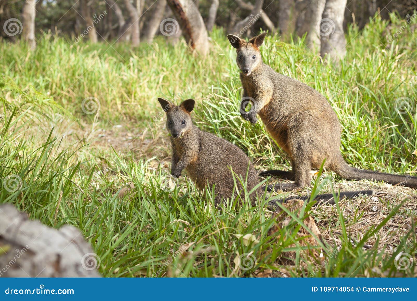 Canguri Australia Del Wallaby Della Palude Fotografia Stock - Immagine ...