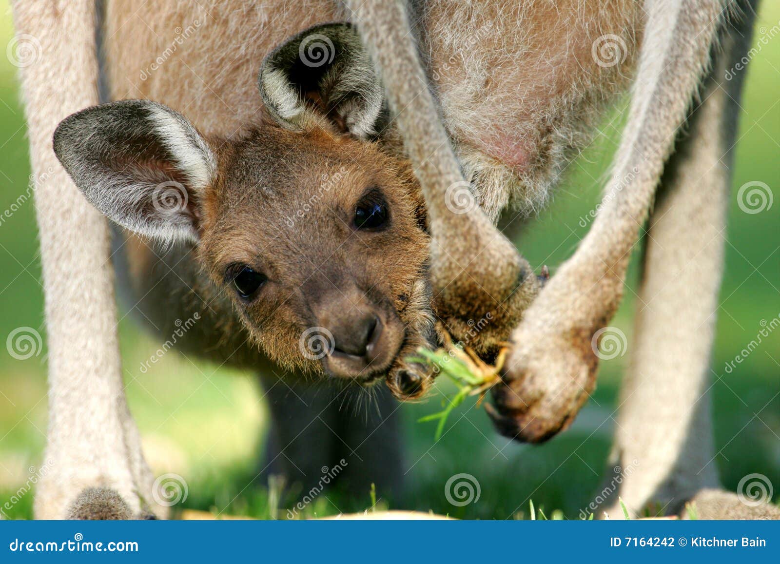 Canguri australiani fotografia stock. Immagine di marsupiale - 7164242