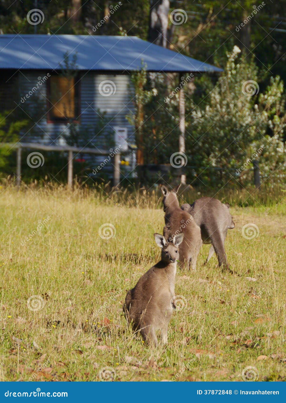 Canguri Australiani Nell'erba Fotografia Stock - Immagine di ...