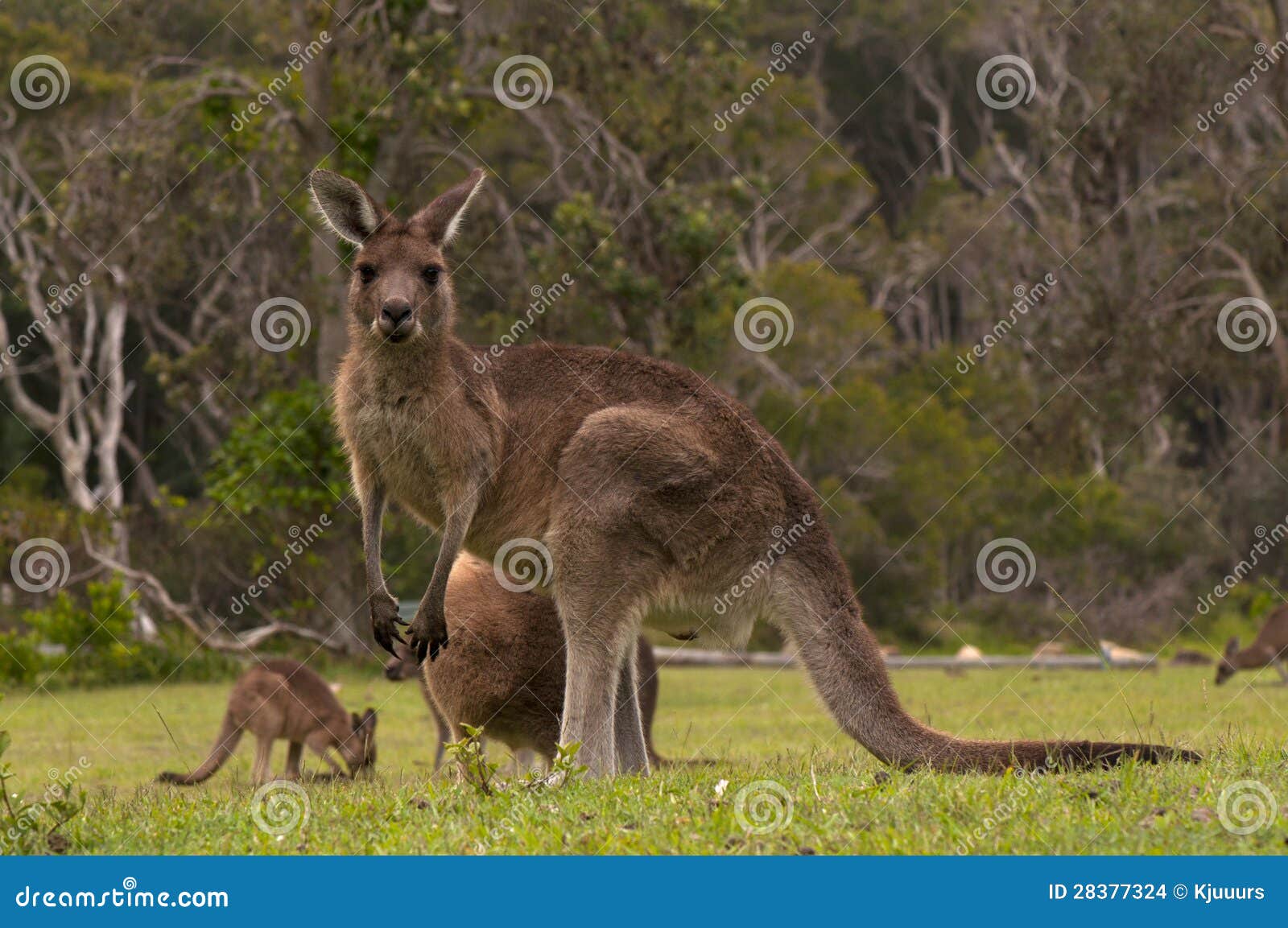 Canguri che pascono fotografia stock. Immagine di natura - 28377324