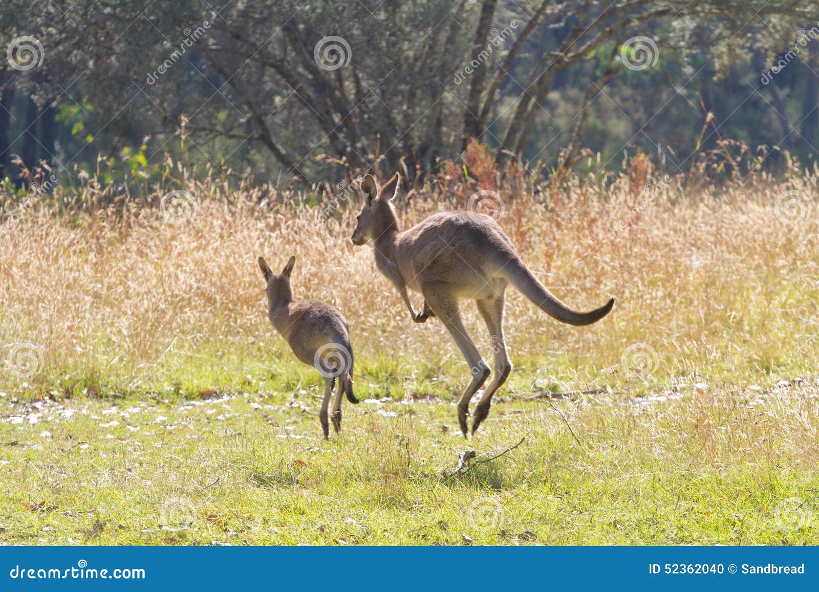 Canguri che saltano via fotografia stock. Immagine di madre - 52362040