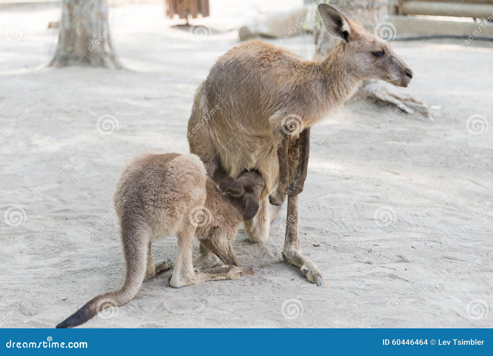 Canguri a Gan Garoo fotografia stock. Immagine di australia - 60446464