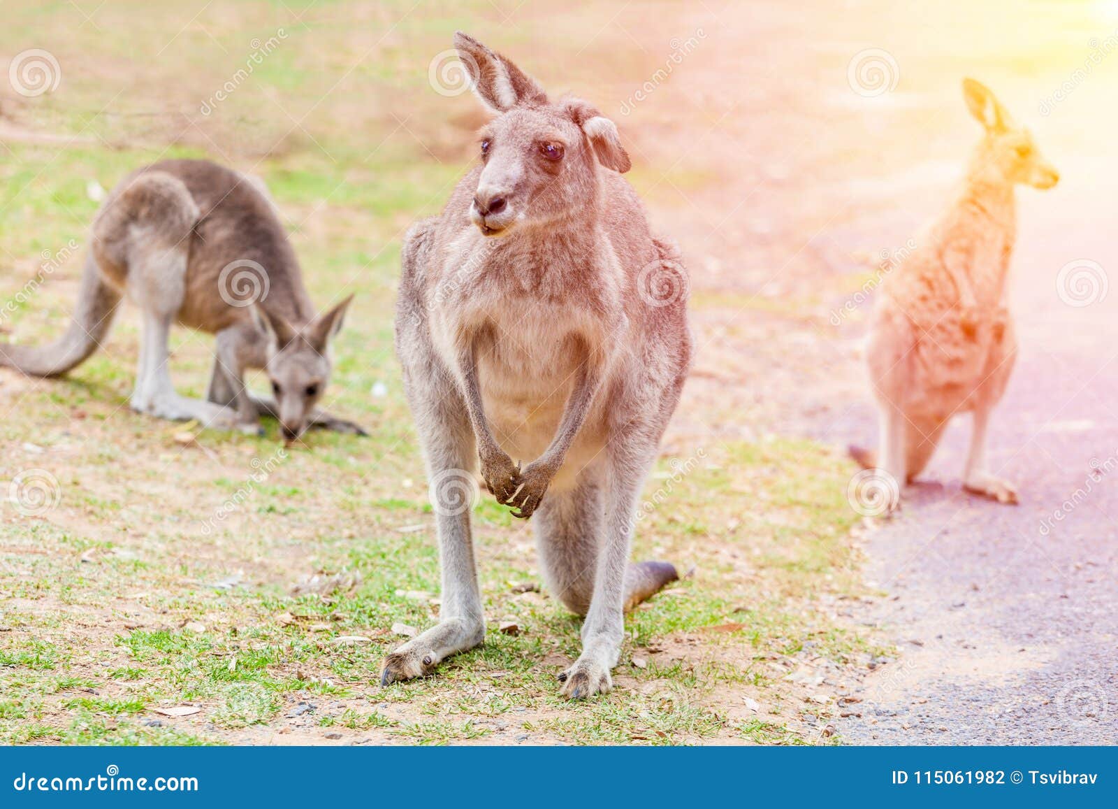 Canguri grigi orientali fotografia stock. Immagine di australiano ...