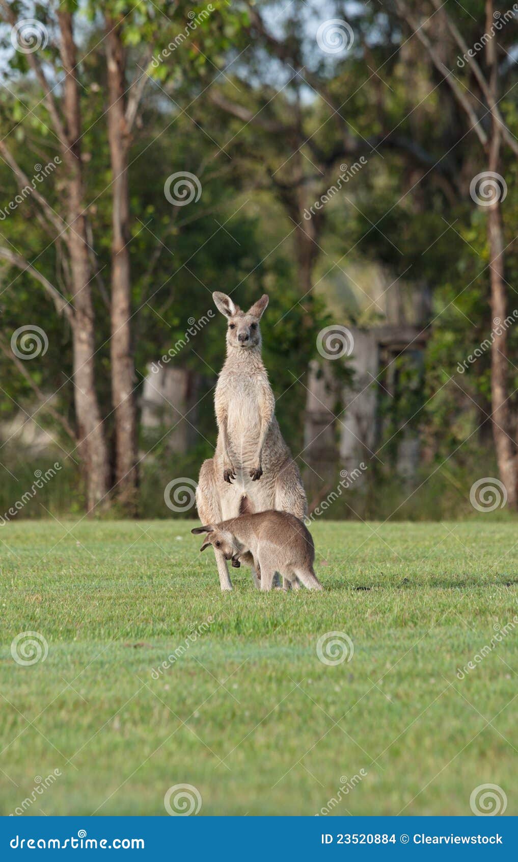Canguri grigi orientali fotografia stock. Immagine di icona - 23520884