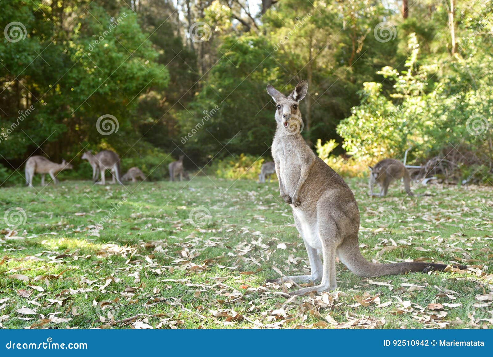 Canguri in Natura Selvaggia Fotografia Stock - Immagine di curioso ...
