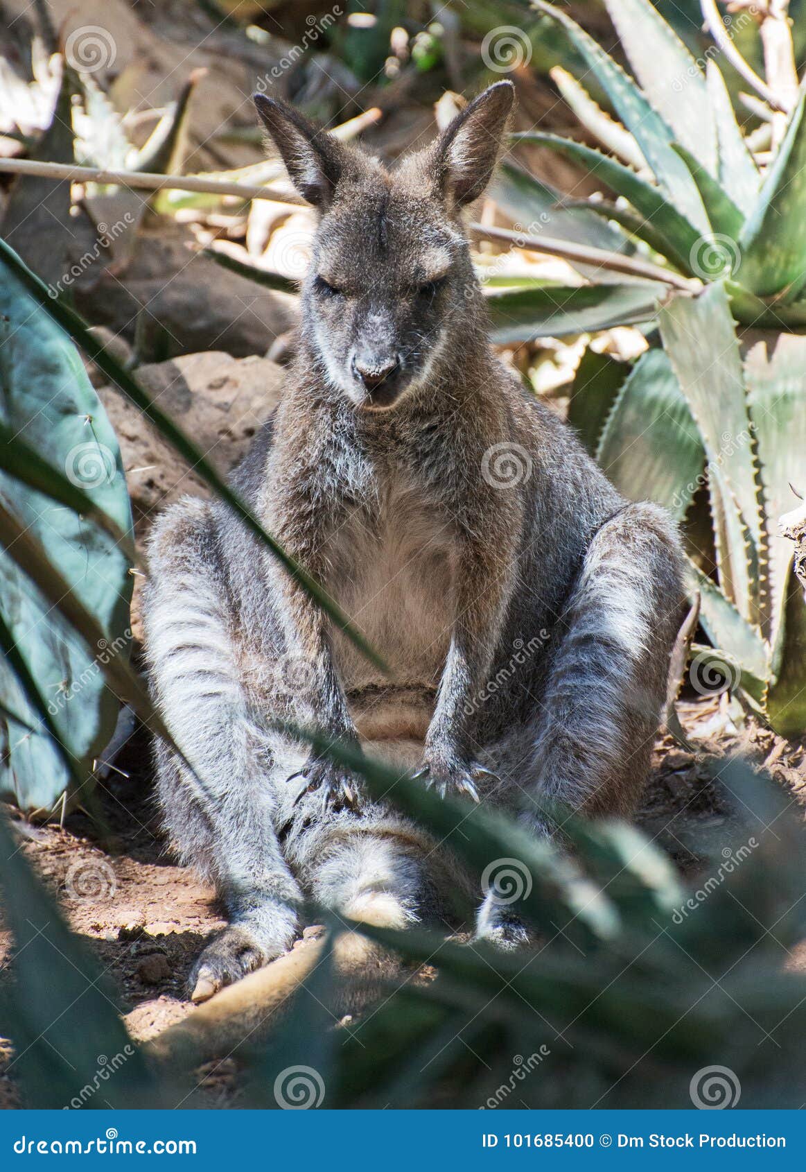 Canguro foto de archivo. Imagen de durmiendo, serio - 101685400