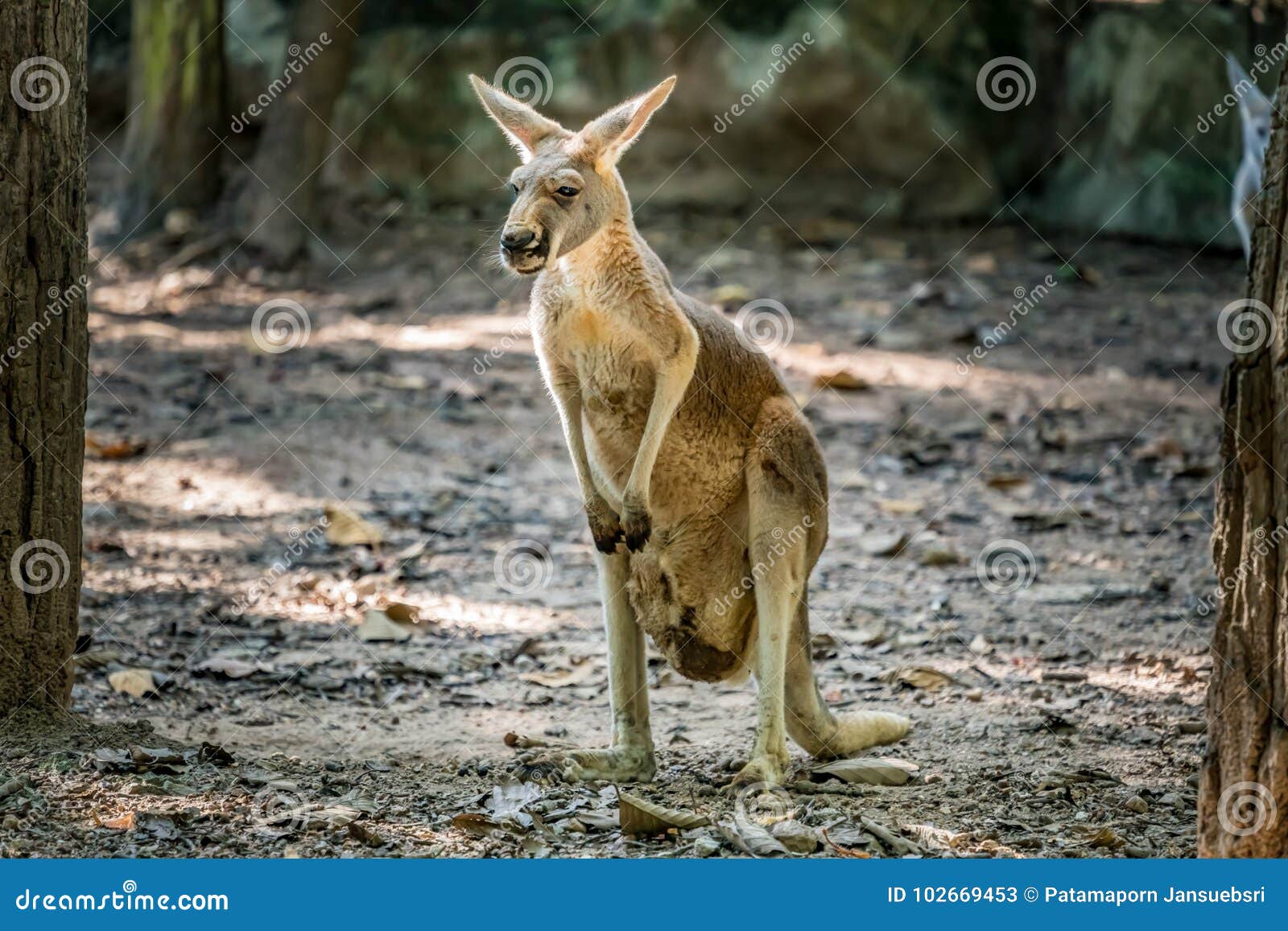 Canguro imagen de archivo. Imagen de interior, australia - 102669453