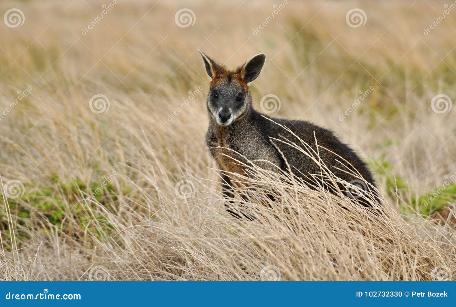 Canguro fotografia stock. Immagine di cordata, canguro - 102732330