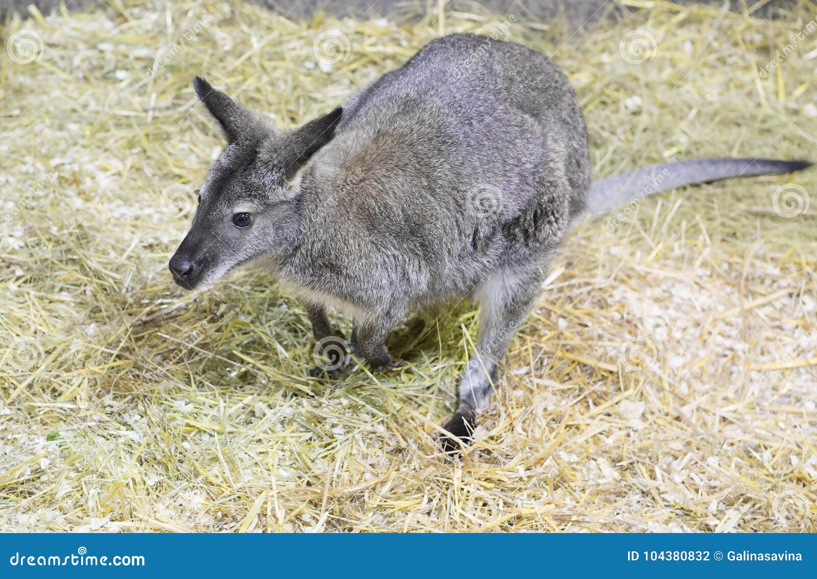 Canguro fotografia stock. Immagine di lane, esotico - 104380832