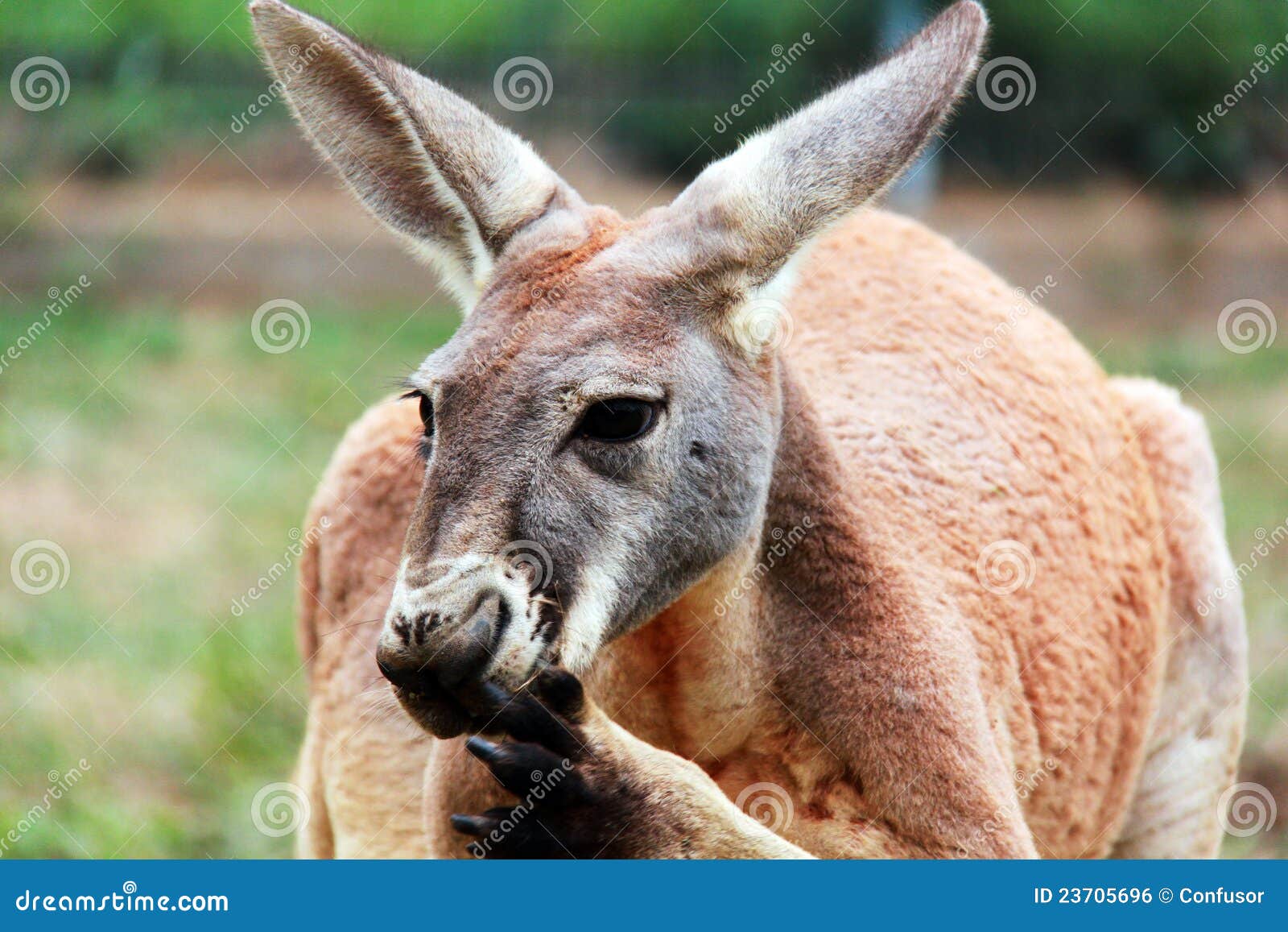 Canguro fotografia stock. Immagine di animale, canguro - 23705696