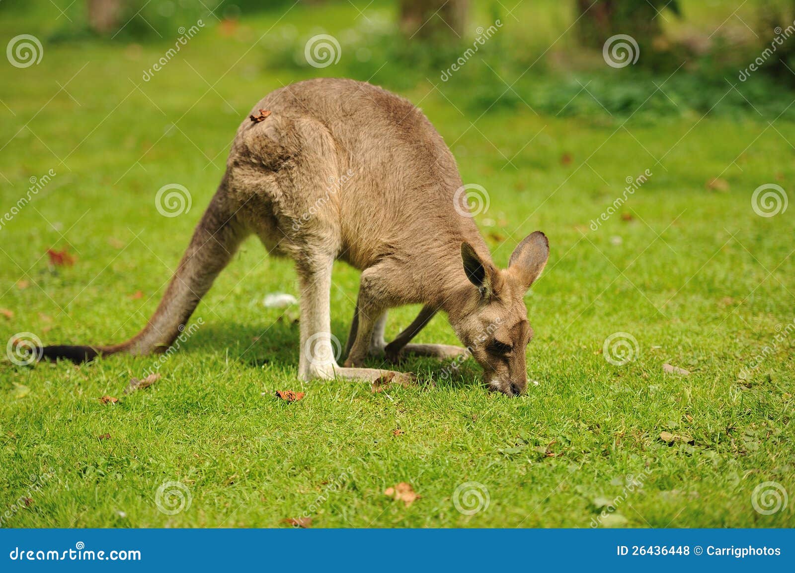 Canguro Fotos de archivo libres de regalías - Imagen: 26436448