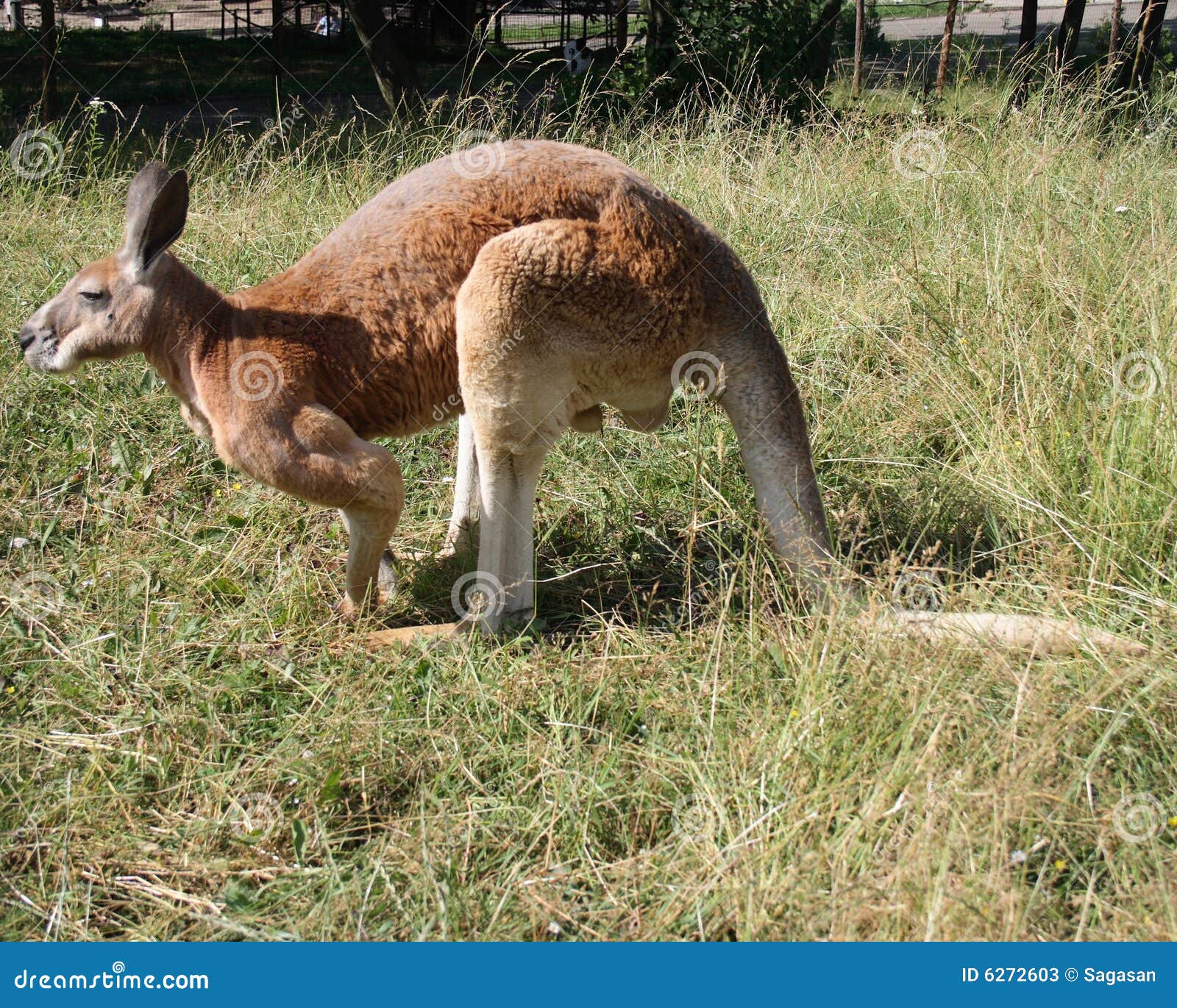 Canguro immagine stock. Immagine di animale, australiano - 6272603