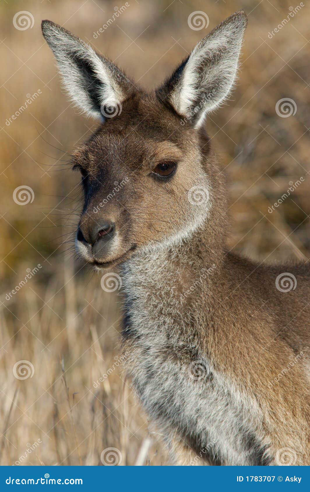 Canguro australiano imagen de archivo. Imagen de mirando - 1783707