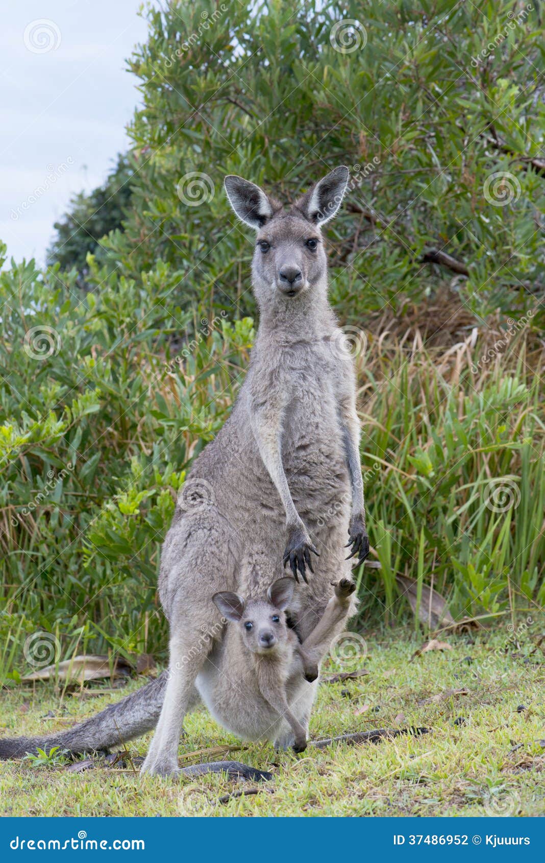 Canguro Con Un Bebé Joey En Bolsa Foto de archivo - Imagen de hembra ...