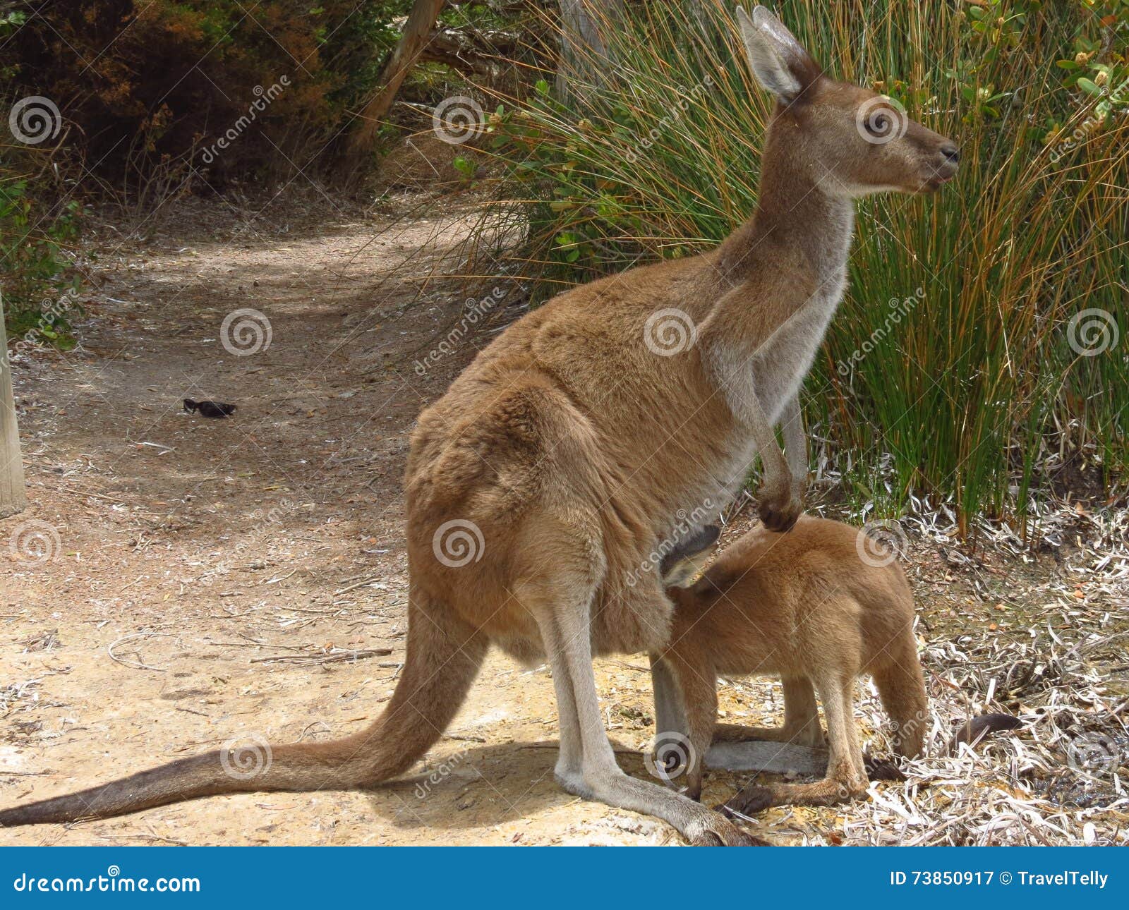 Canguro Del Bambino E Della Madre Immagine Stock - Immagine di ...