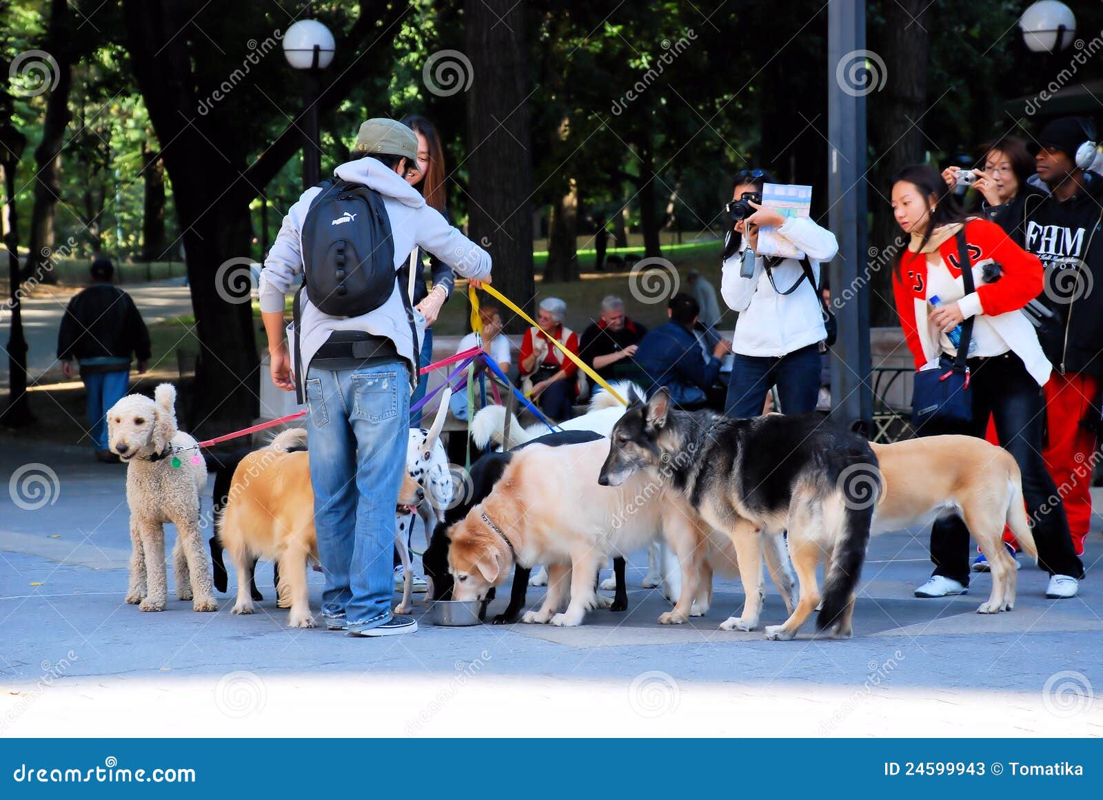 Canguro del perro foto de archivo editorial. Imagen de manhattan - 24599943