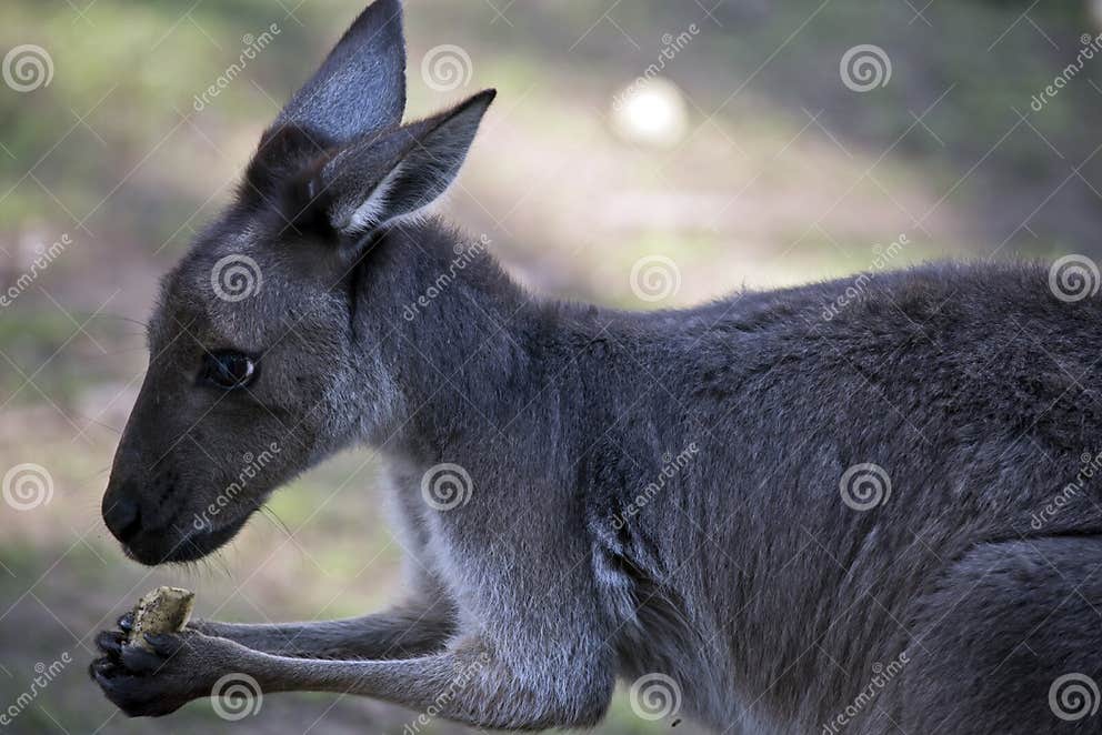 Canguro gris occidental foto de archivo. Imagen de australia - 118697172
