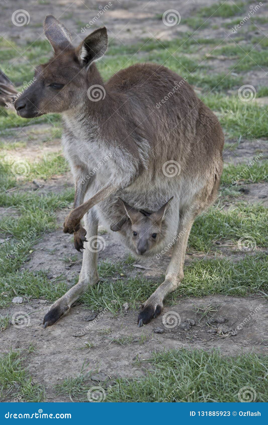 Canguro gris occidental imagen de archivo. Imagen de australia - 131885923