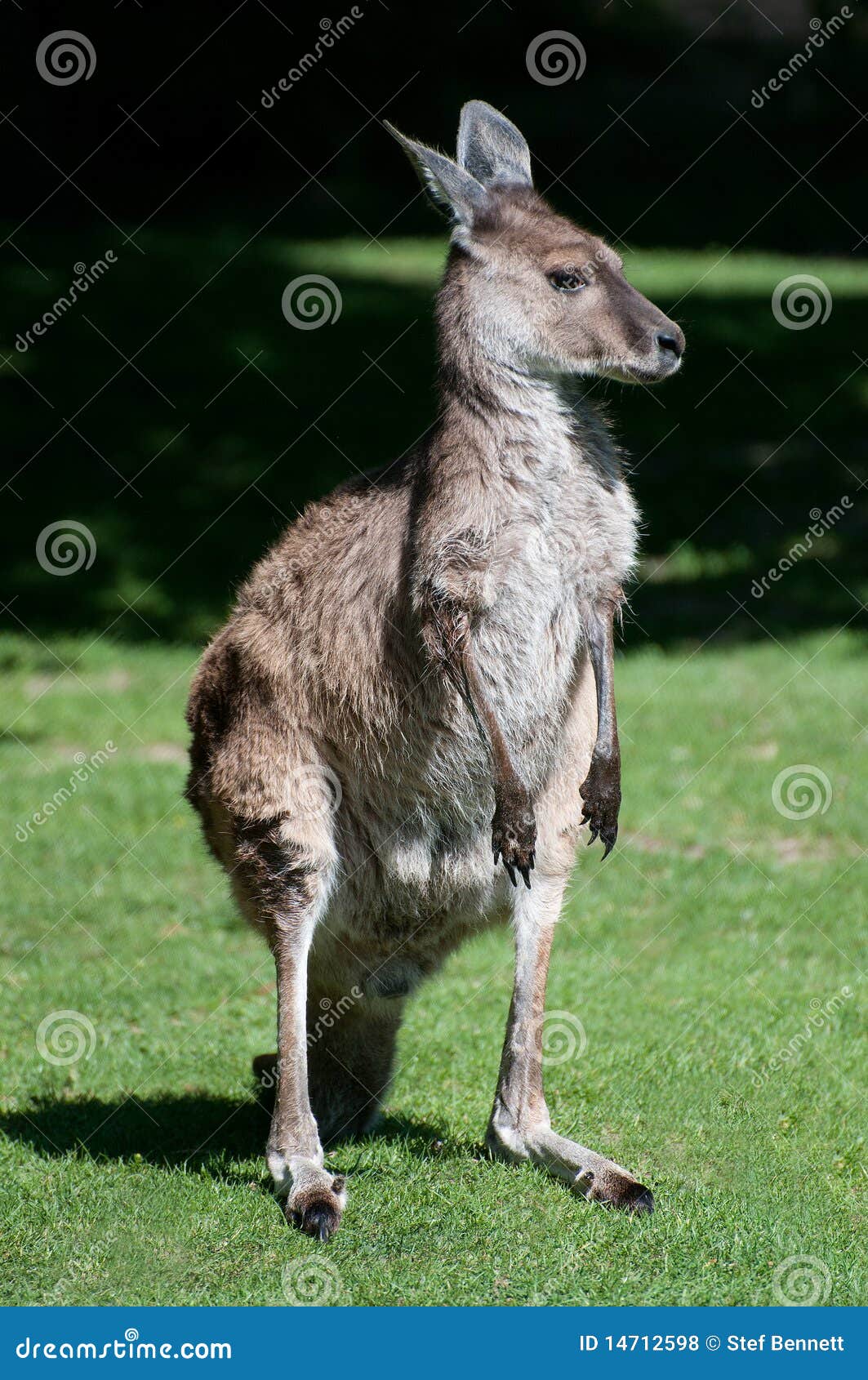 Canguro gris occidental foto de archivo. Imagen de marsupial - 14712598