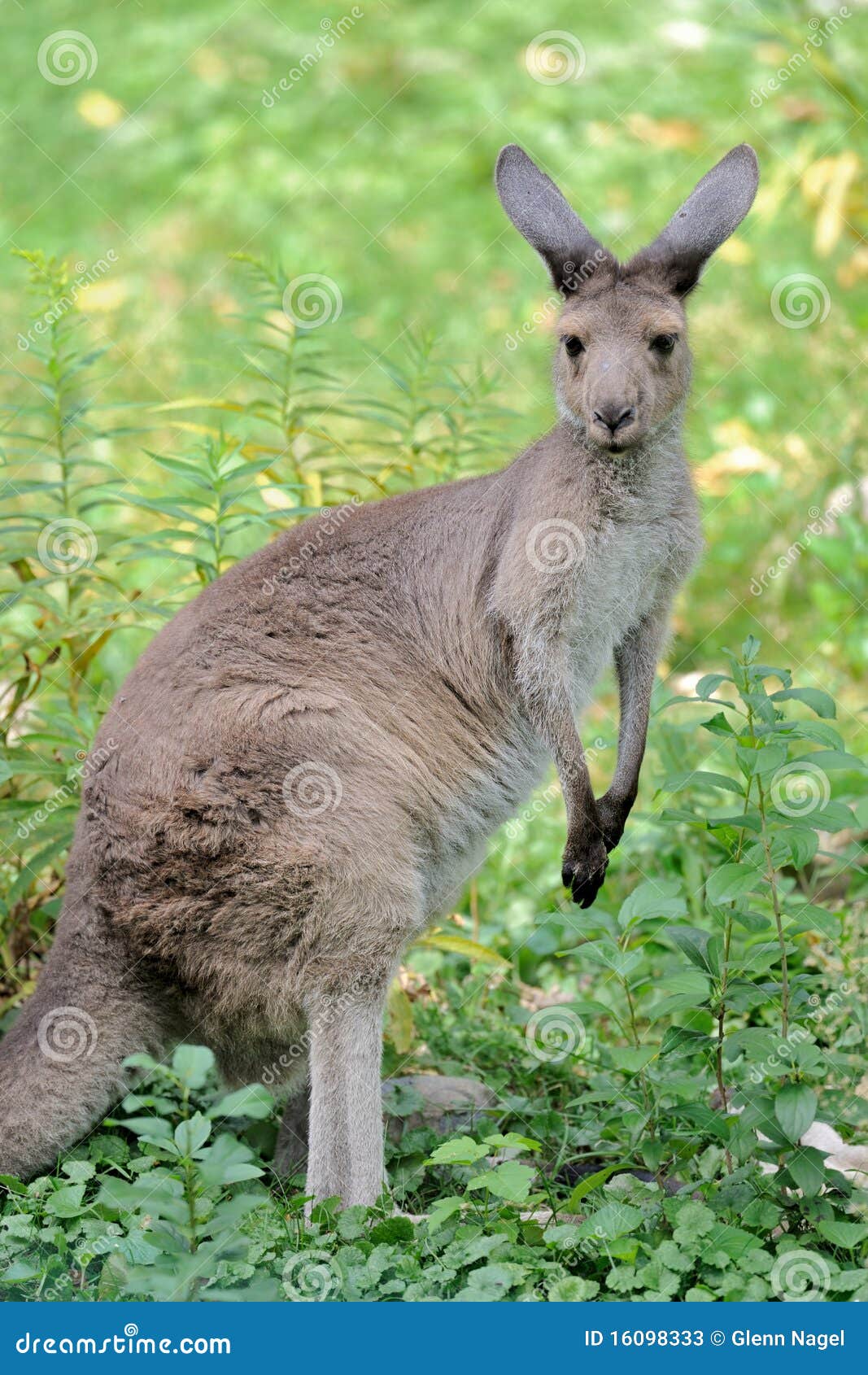 Canguro gris occidental imagen de archivo. Imagen de afuera - 16098333