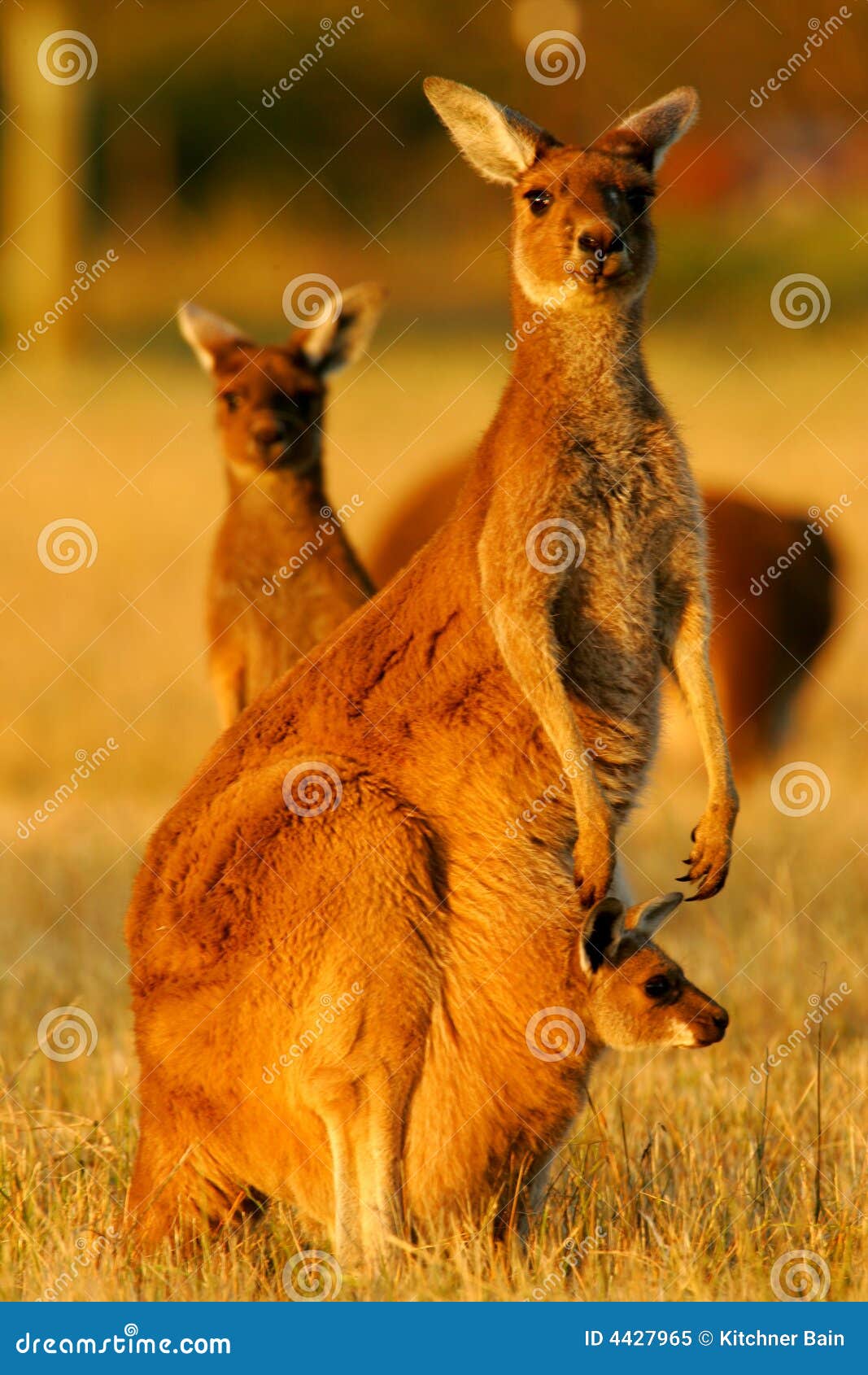 Canguro gris occidental imagen de archivo. Imagen de bebé - 4427965
