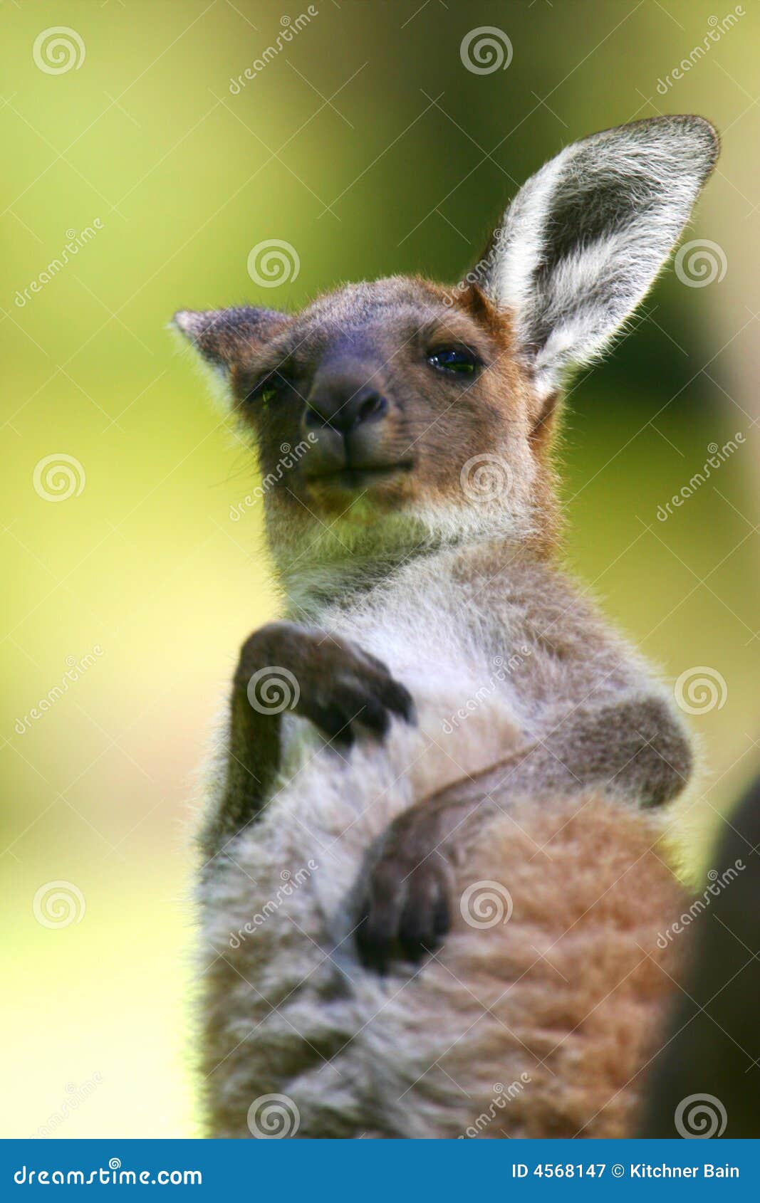 Canguro gris occidental imagen de archivo. Imagen de joey - 4568147