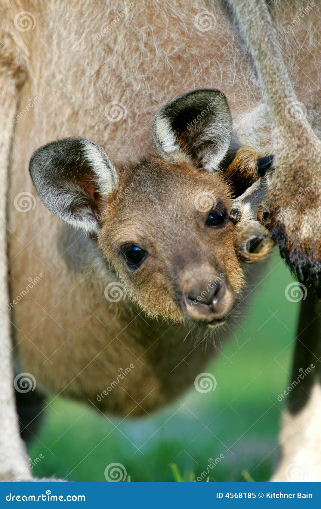 Canguro gris occidental imagen de archivo. Imagen de gris - 4568185