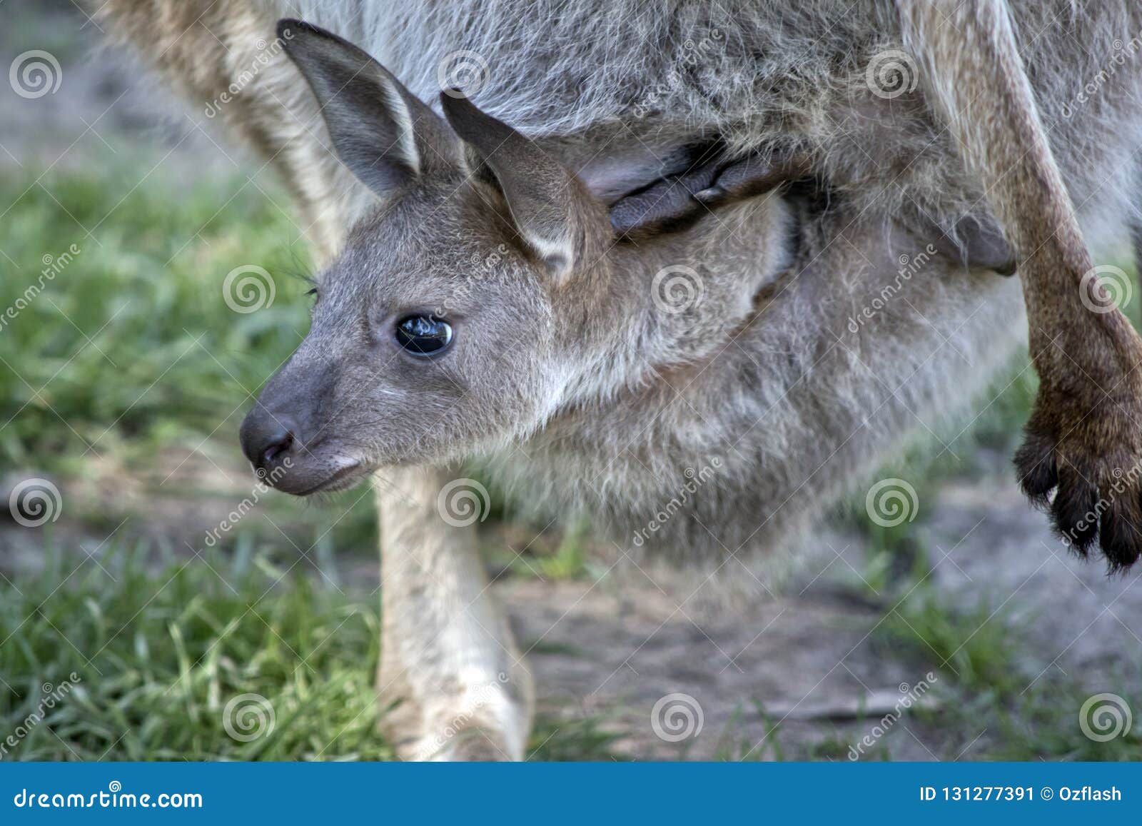 Canguro Gris Occidental De Joey Imagen de archivo - Imagen de gris ...