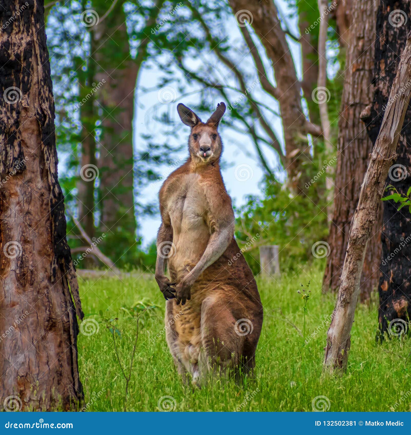 Canguro Maschio Nella Foresta Immagine Stock - Immagine di australia ...