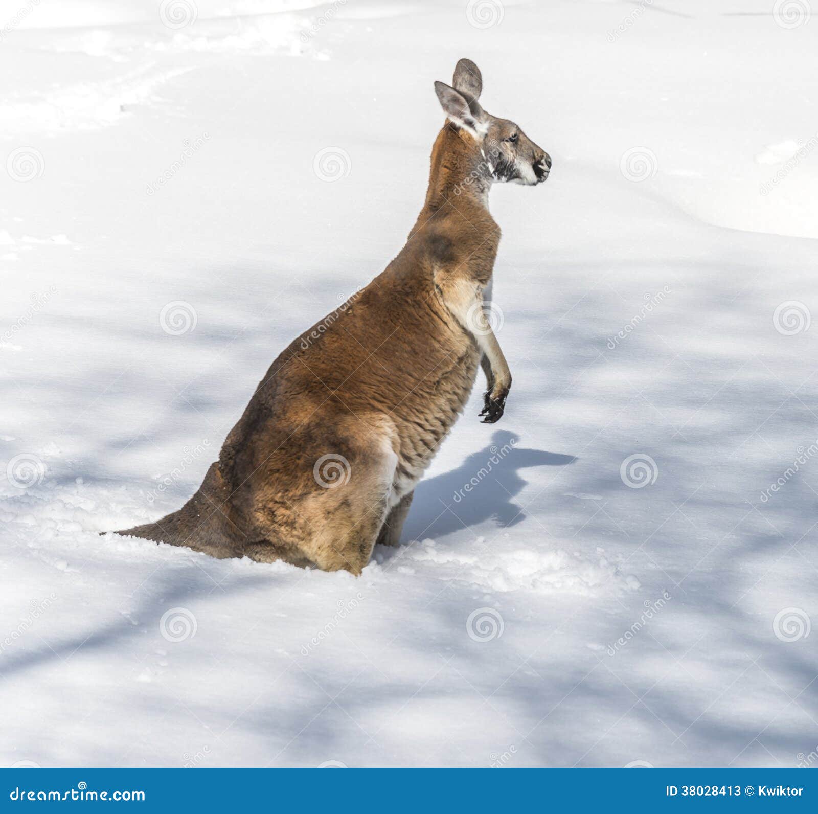 Canguro Que Juega En La Nieve Imagen de archivo - Imagen de hermoso ... Canguro Que Juega En La Nieve Imagen de archivo - Imagen de hermoso ...