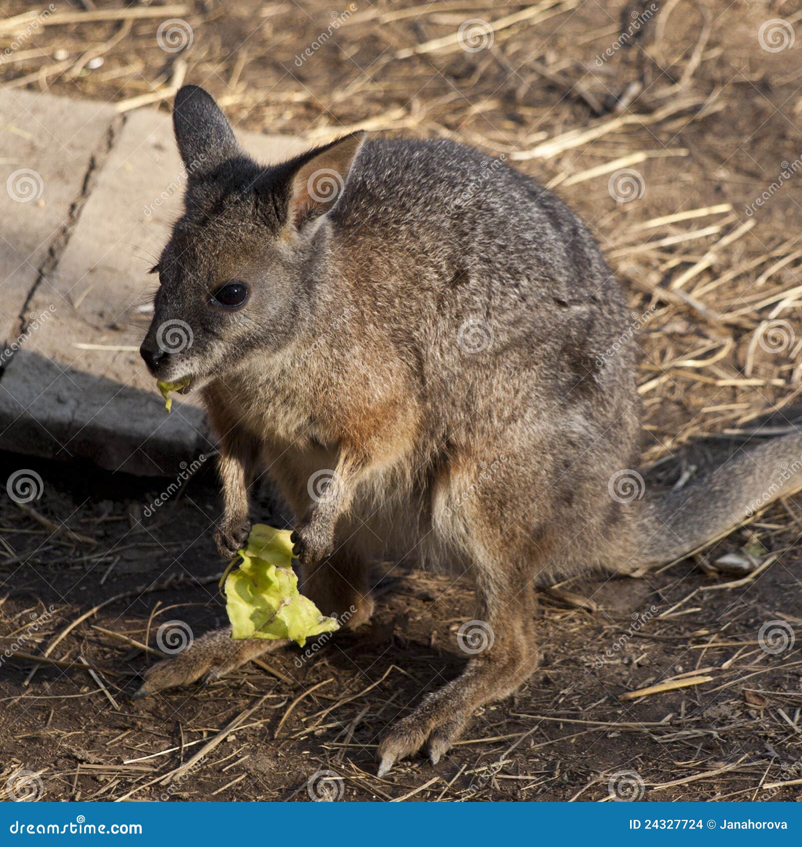 Canguro rojo foto de archivo. Imagen de salud, madera - 24327724