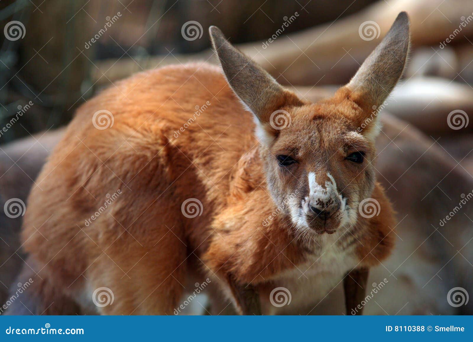 Canguro rojo foto de archivo. Imagen de endémico, australia - 8110388