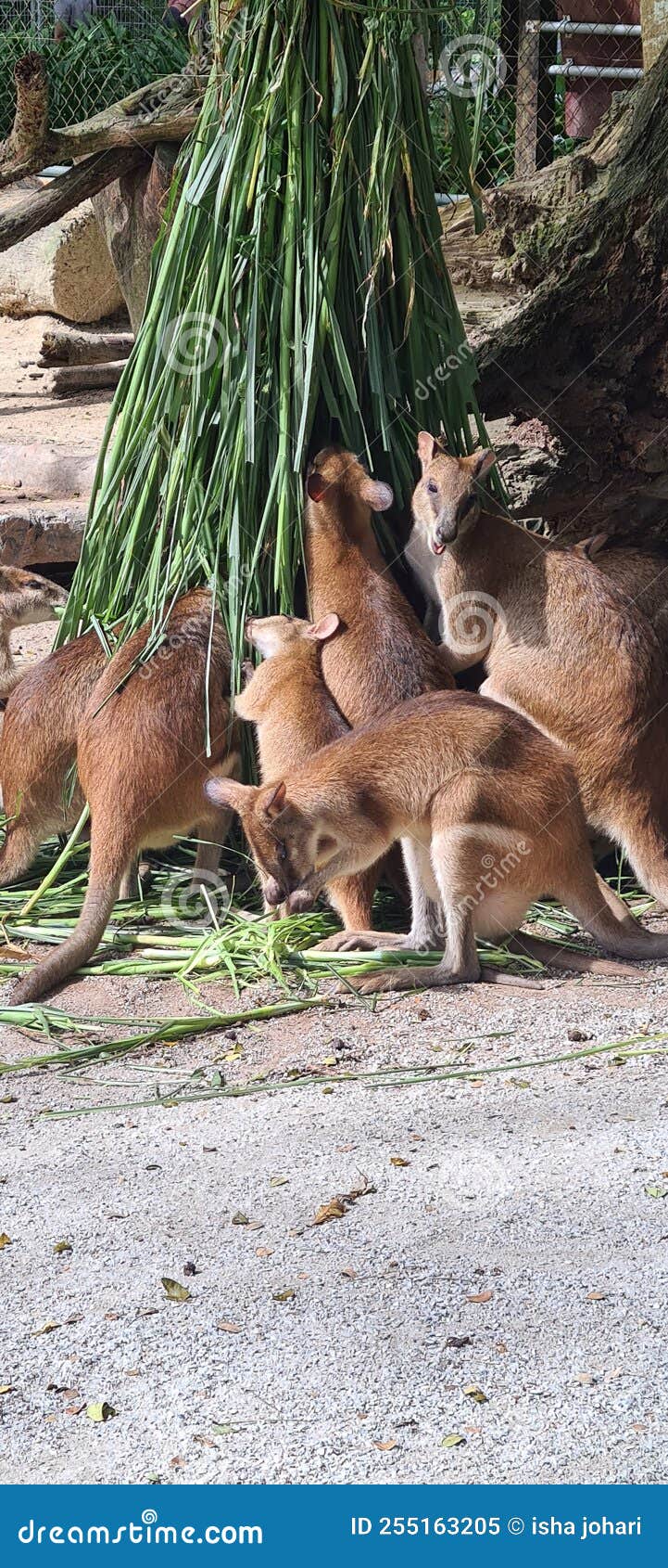 Canguros en grupo imagen de archivo. Imagen de canguros - 255163205