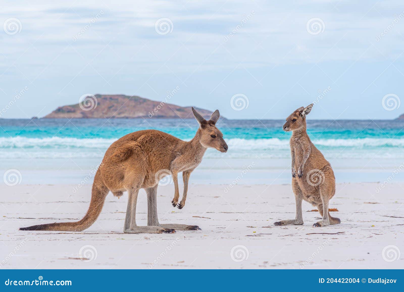 Canguros En La Bahía Afortunada En Australia Foto de archivo - Imagen ...