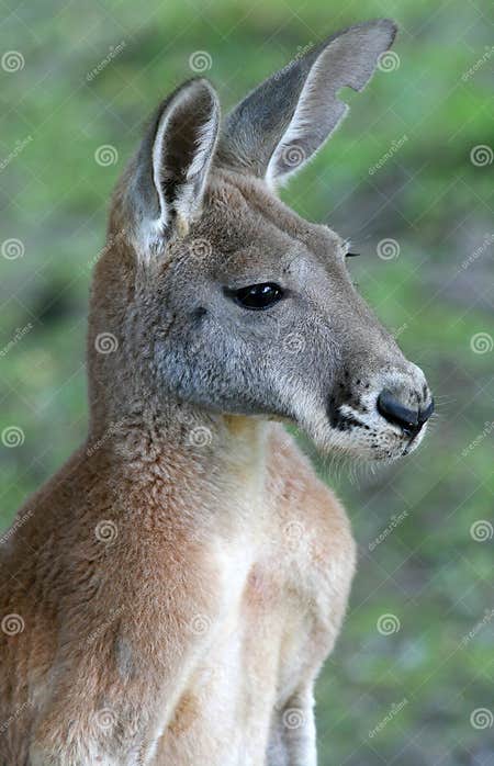 Canguru foto de stock. Imagem de marsupial, vida, animal - 1062584