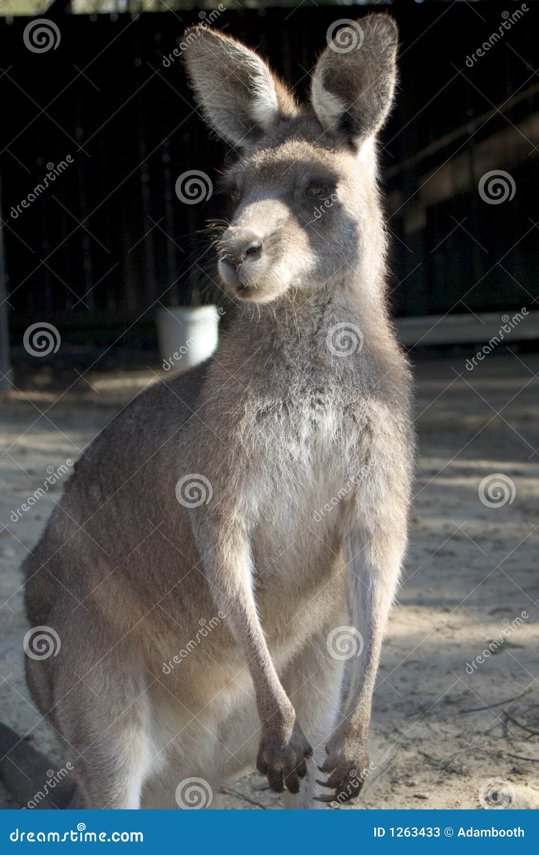Canguru imagem de stock. Imagem de alegria, animais, fofofo - 1263433