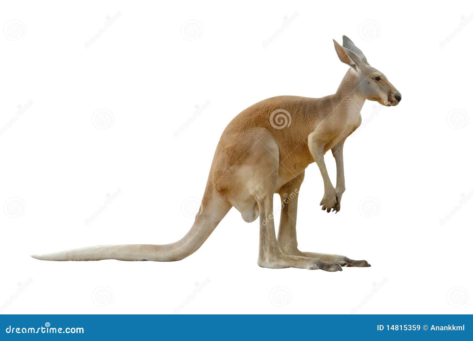 Canguru imagem de stock. Imagem de cauda, adulto, lado - 14815359