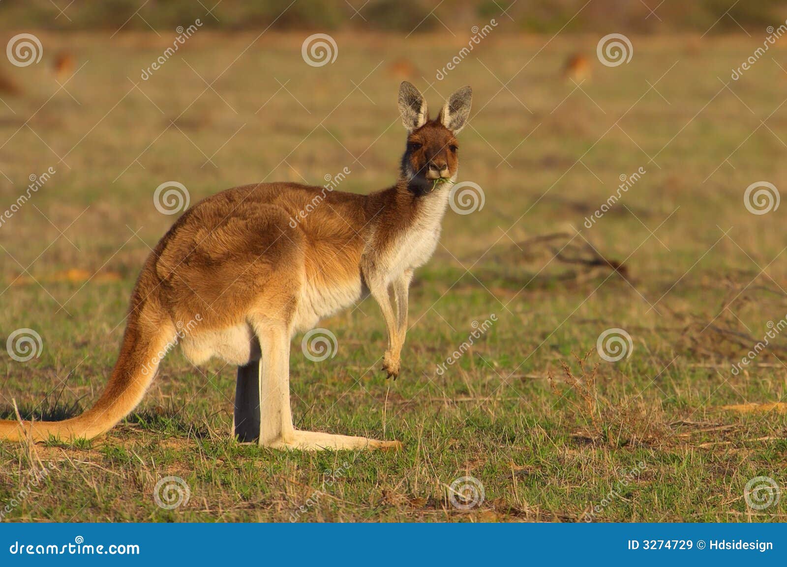 Canguru imagem de stock. Imagem de amores, selvagem, animal - 3274729