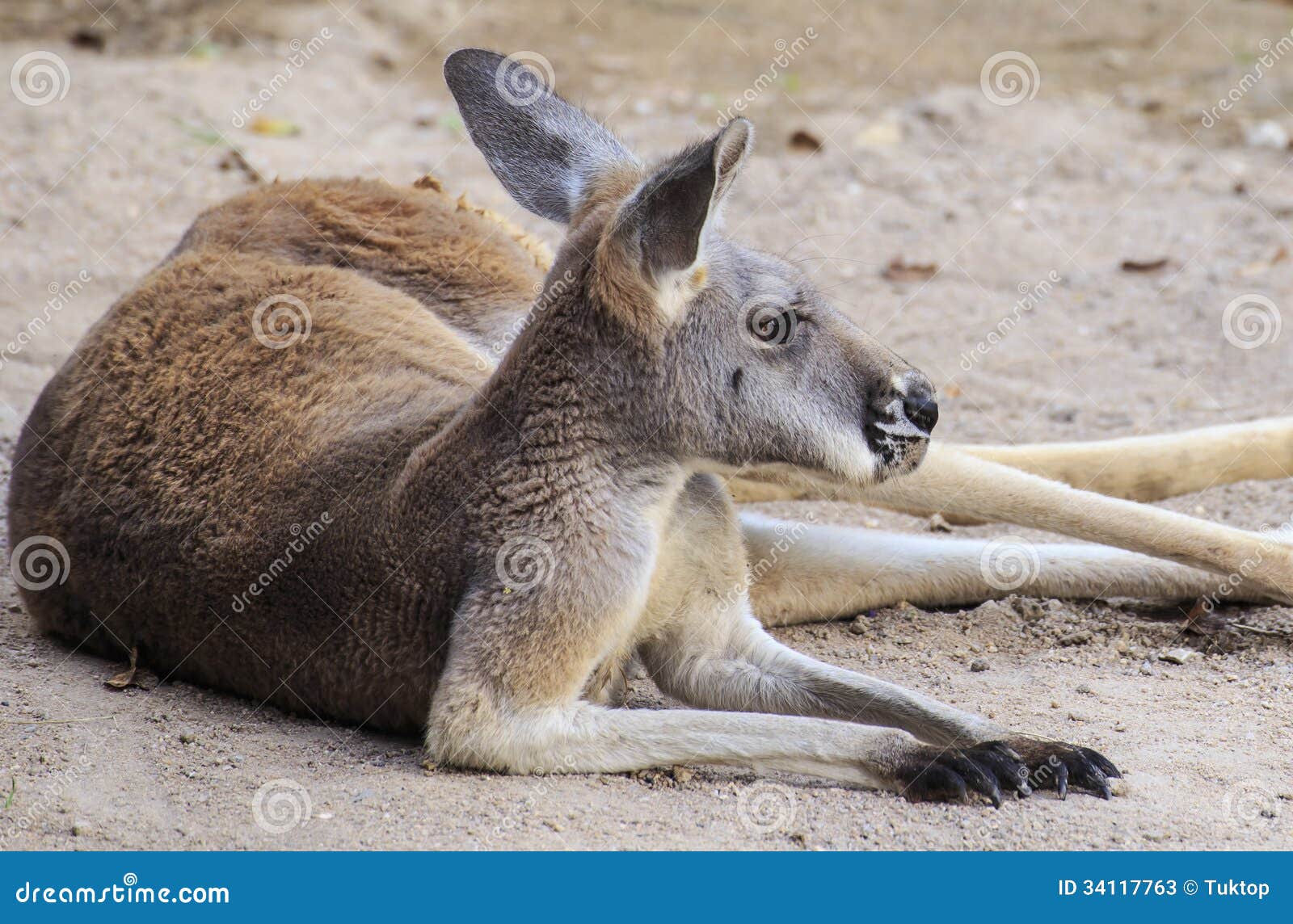 Canguru imagem de stock. Imagem de estreitado, wildlife - 34117763