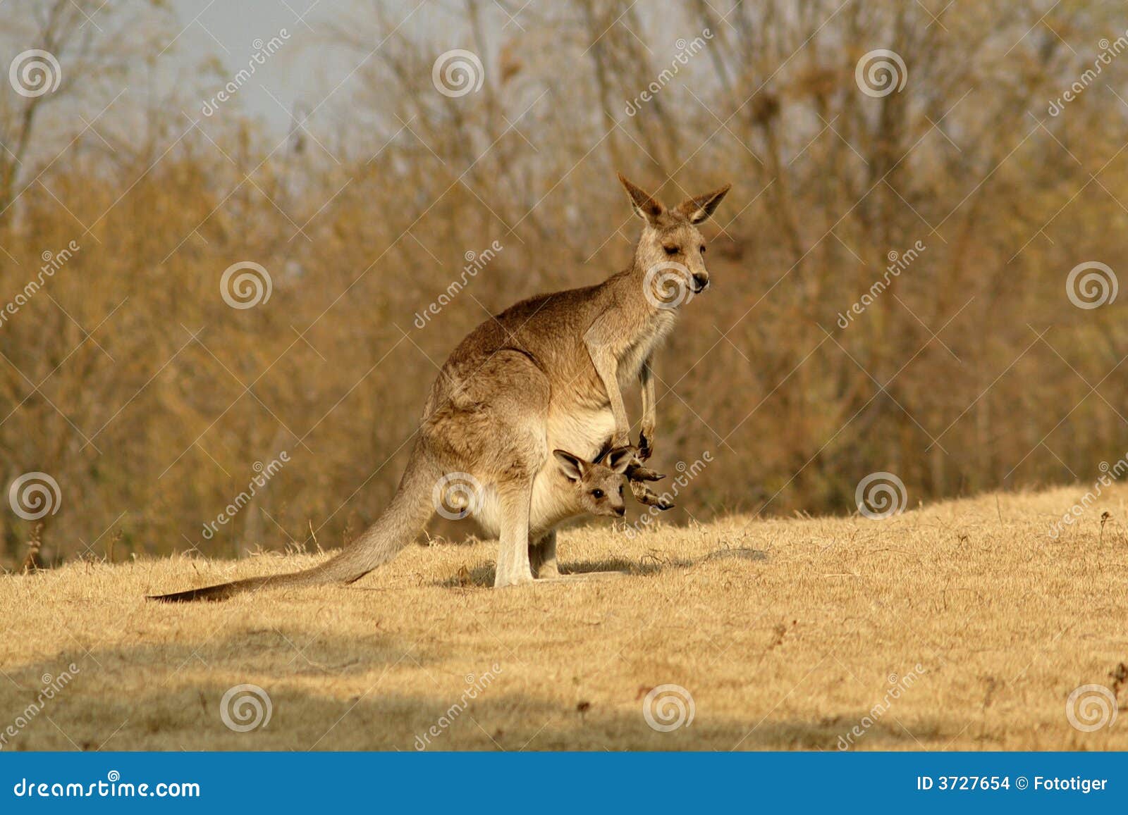 Canguru foto de stock. Imagem de canguru, boxe, selvagem - 3727654