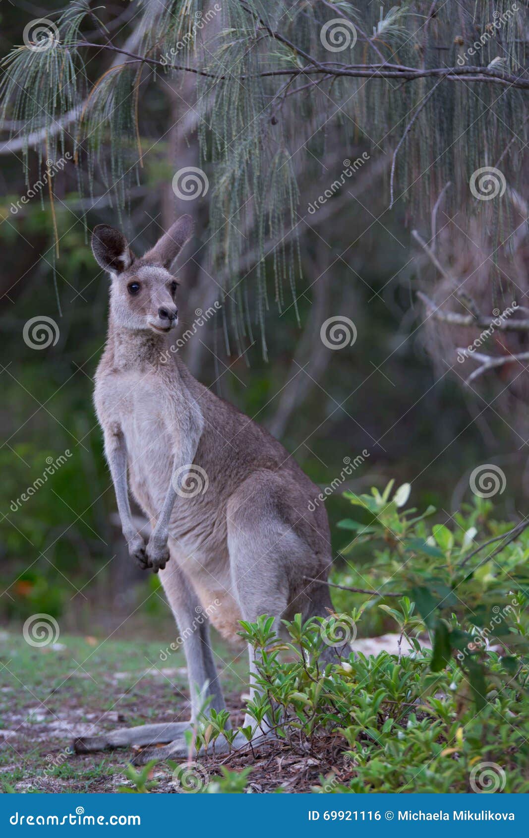 Canguru foto de stock. Imagem de campo, curso, wildlife - 69921116