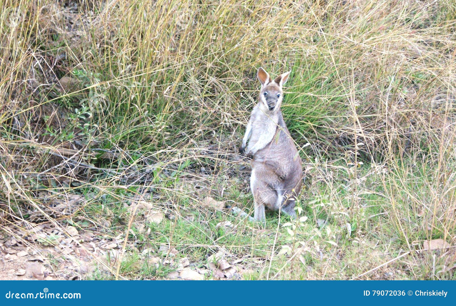 Canguru Bonito Austrália Da Cara Foto de Stock - Imagem de menor ...