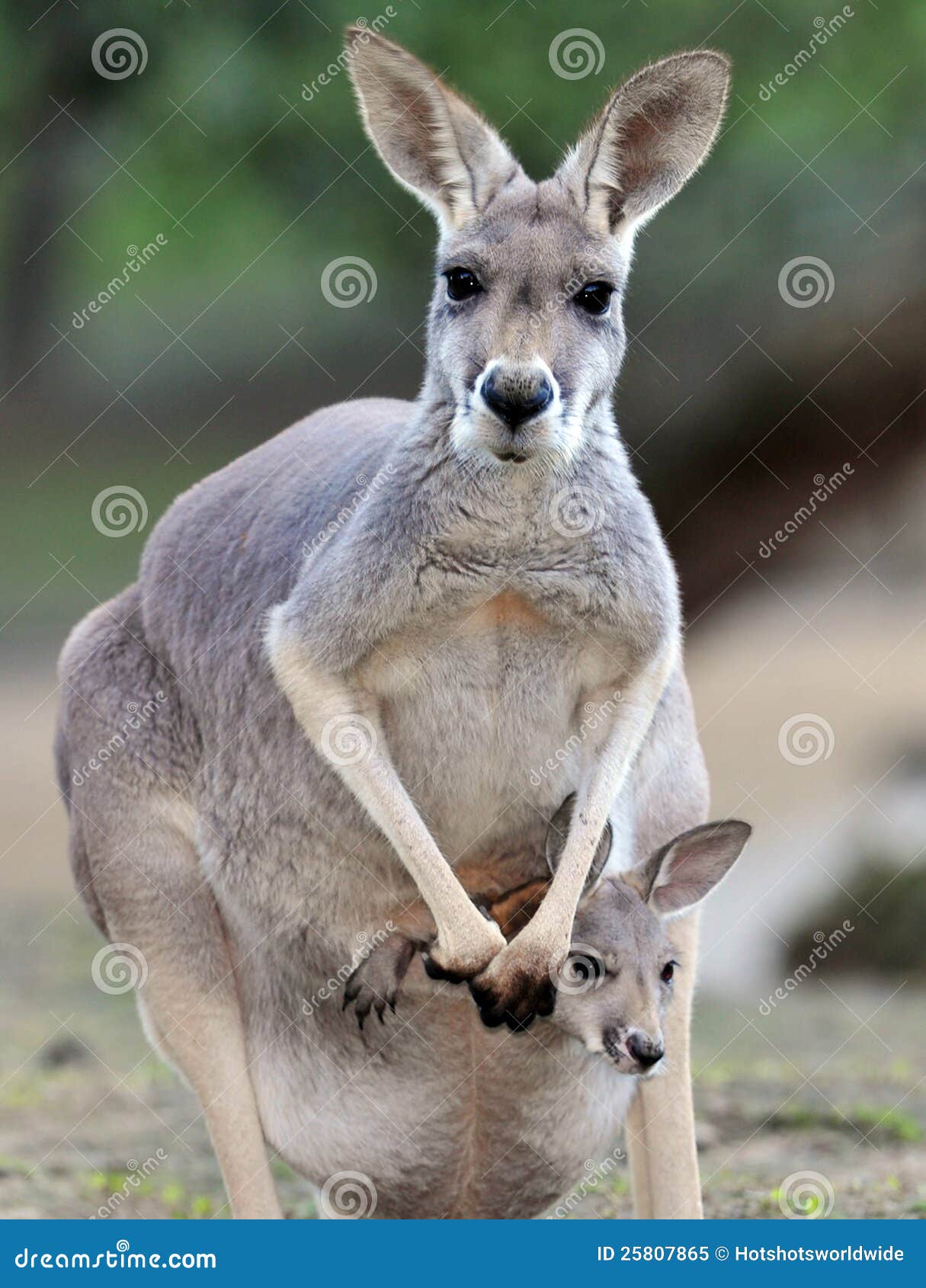 Canguru Cinzento Australiano Com Bebê/joey No Malote Imagem de Stock ...